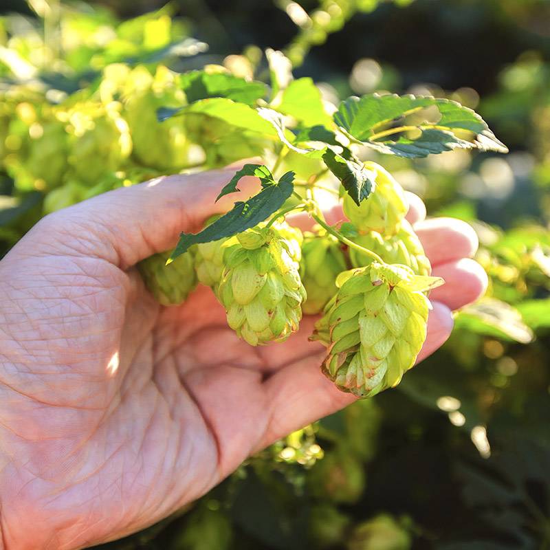 Lúpulo: Guía Completa para Cerveceros | Enciclopedia...