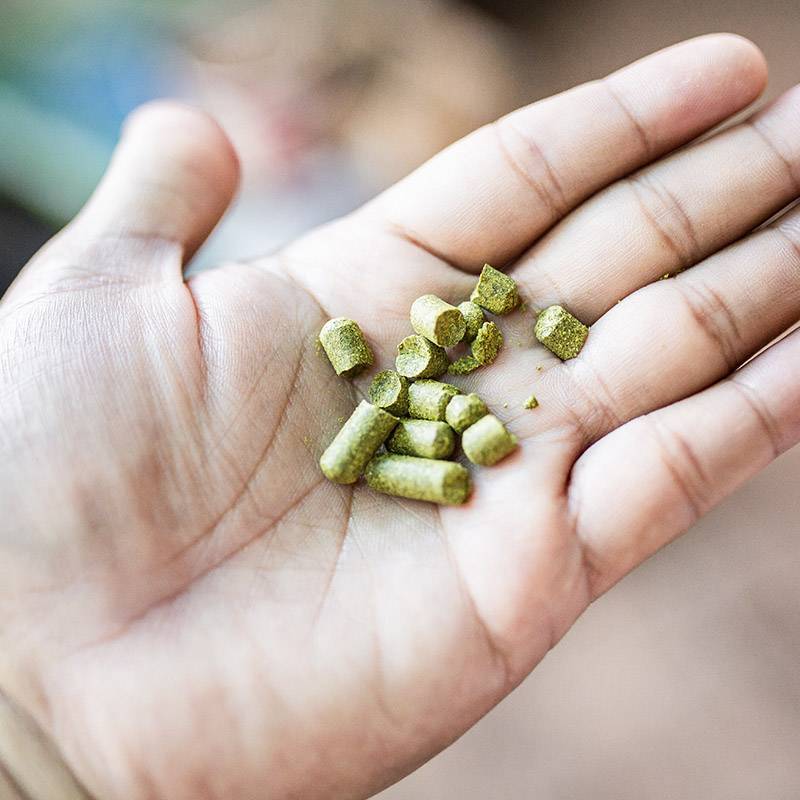 Lúpulo: Guía Completa para Cerveceros | Enciclopedia...
